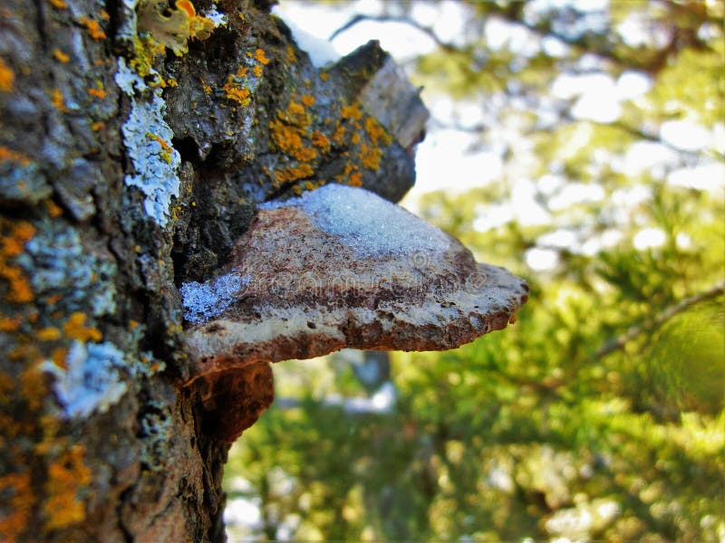 Large Tree Growth stock image. Image of elegant, blue - 64373103