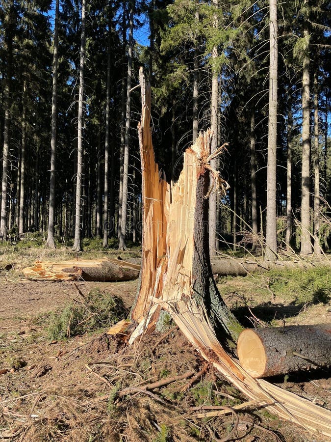 Large Tree that Has Been Recently Cut Down, with Its Trunk and Branches ...
