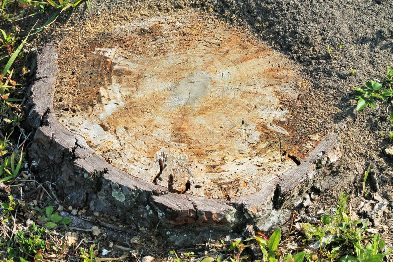 A Large Tree Has Been Sawed Down Stock Photo - Image of closeup, nature ...