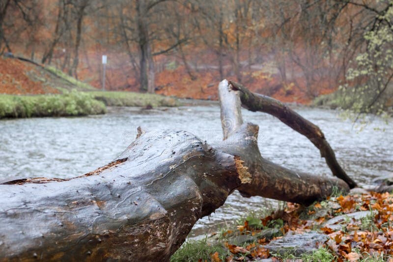 .a Large Tree Has Fallen on the Bank of a Flooded Stream, the Branches ...