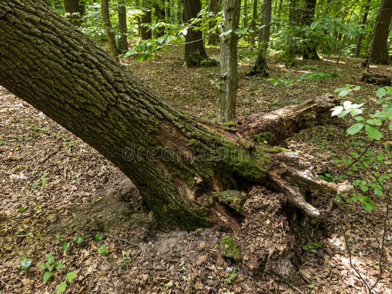 A Large Tree that Has Fallen Down in the Woods Stock Image - Image of ...