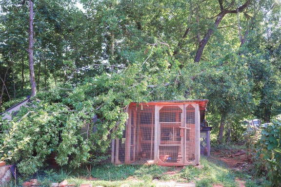 Tree Falls on Backyard Chicken Coop during Summer Storm in Rural Area ...