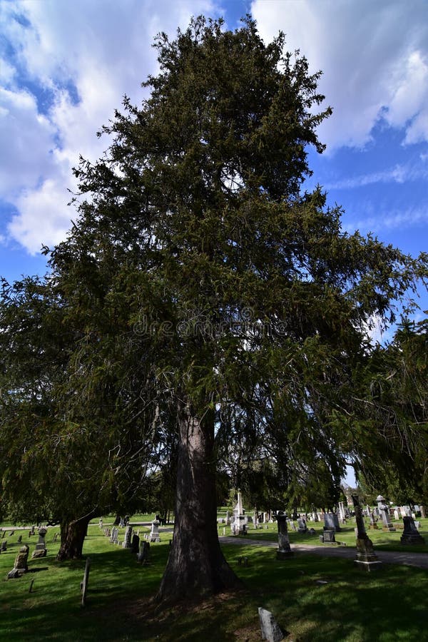 A Large Tree among the Headstones in the Cemetery Stock Photo - Image ...