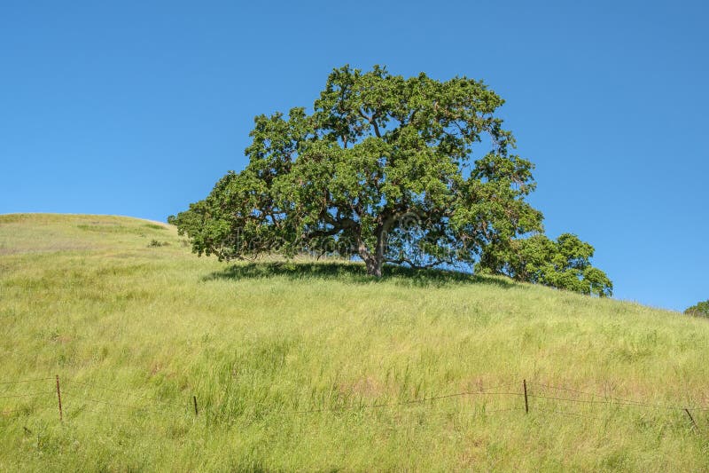 Large Tree on a Hill Lafayette California Stock Image - Image of ...