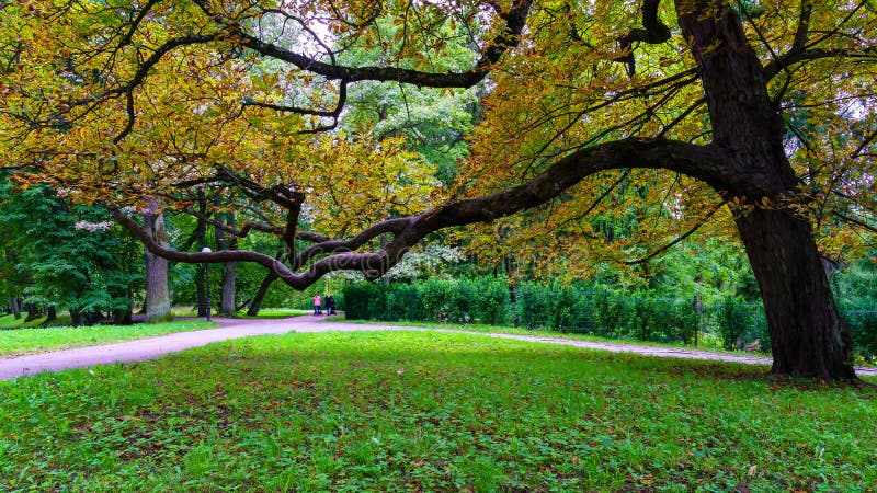 Large Tree with Horizontal Branches that Extend Towards the Park Path ...