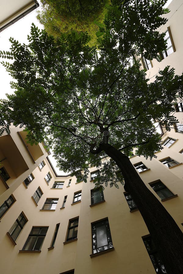 Large Tree Inside a Berlin Courtyard Stock Photo - Image of five ...