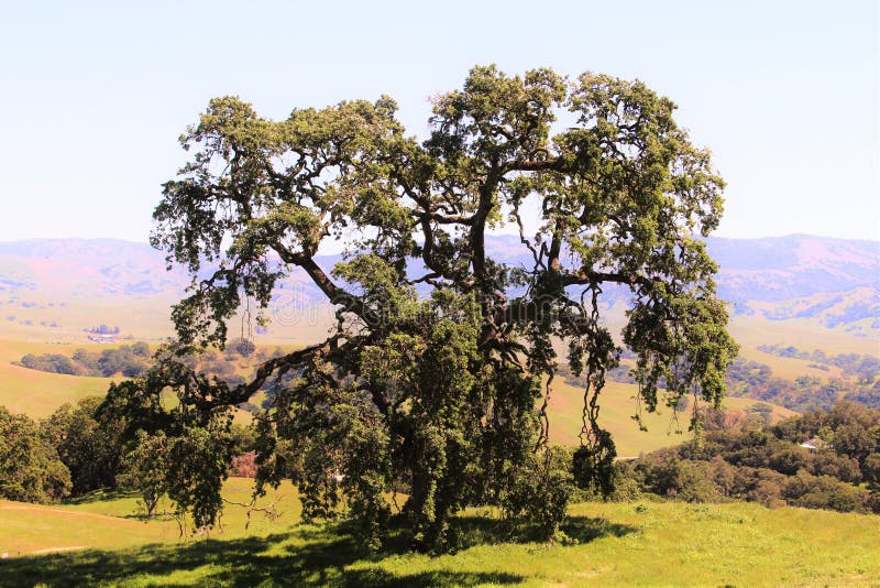 Large tree in landscape stock photo. Image of tree, landscape - 68460764