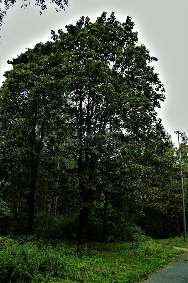 A large tree stock photo. Image of nature, autumn, forest - 228935054