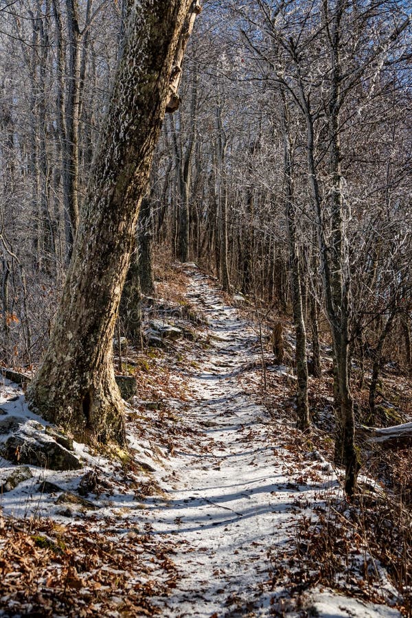 Large Tree Leans Over the Appalachian Trail Covered in Snow Stock Photo ...