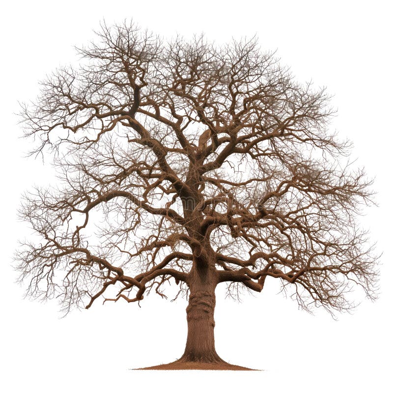 A Large Tree without Leaves Close-up Isolated on a White or Transparent ...