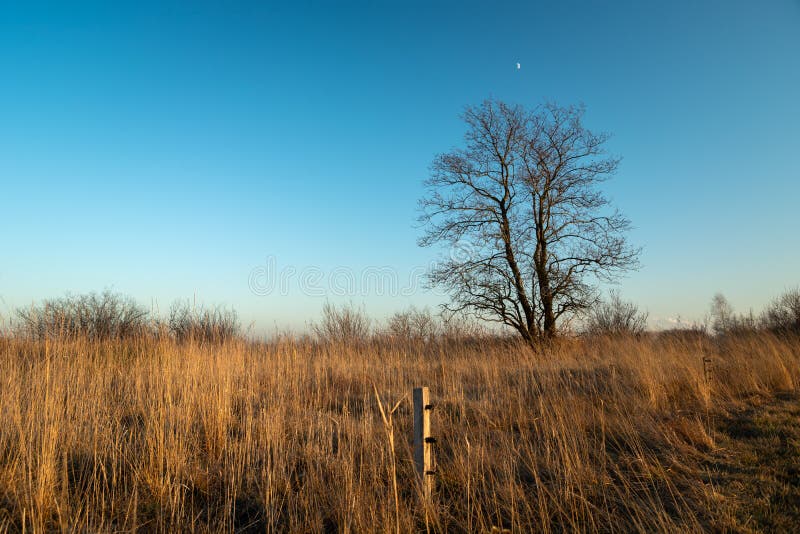 A Large Tree without Leaves and a Dry Meadow Stock Image - Image of ...