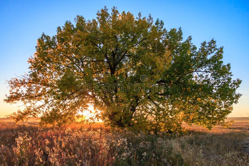 A Large Tree with Leaves is in a Field with a Bright Blue Sky Stock ...