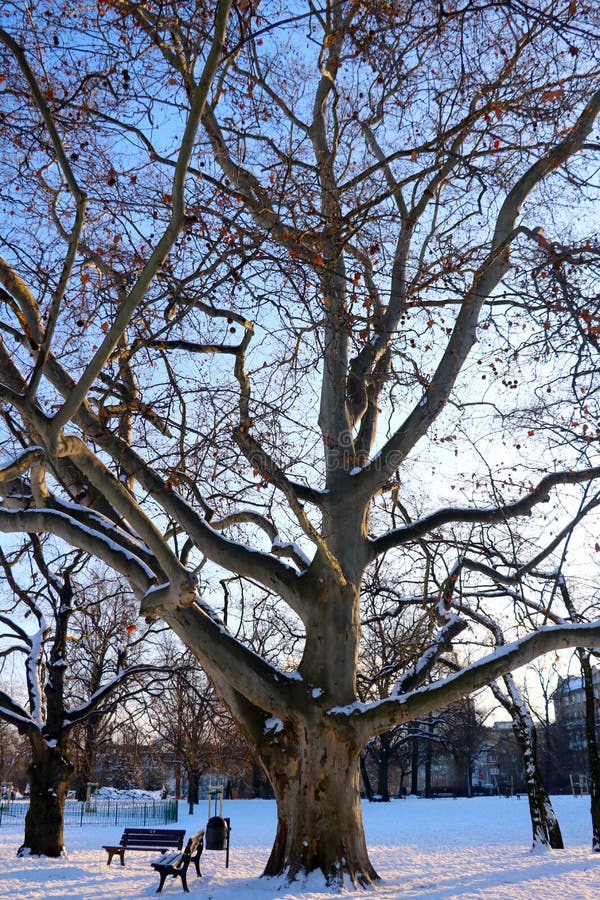 A Large Tree without Leaves in the Park in Winter Stock Image - Image ...