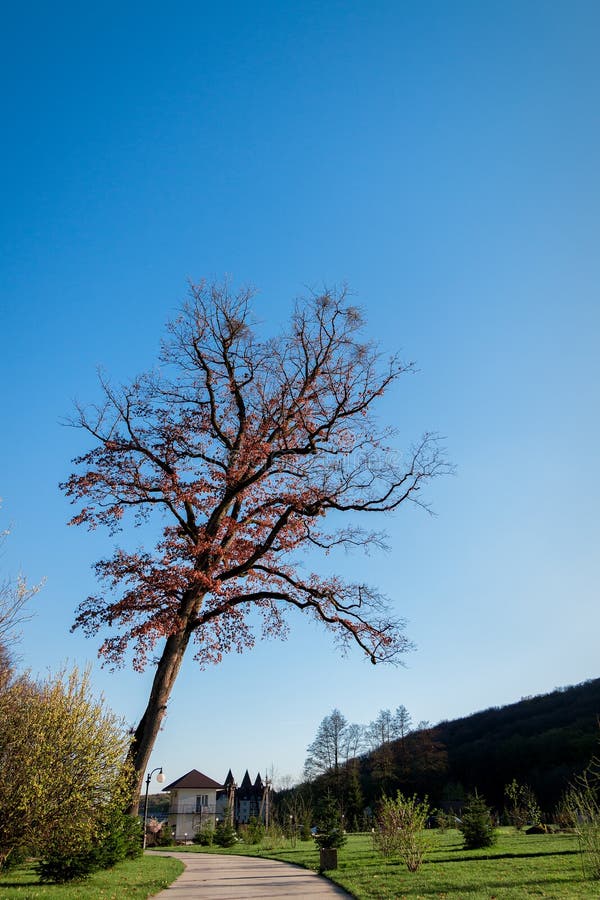 Large Tree without Leaves in Summer with Green Grass Blue Sky Stock ...