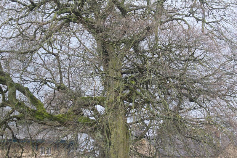 Large Tree without Leaves stock image. Image of garden - 138322789