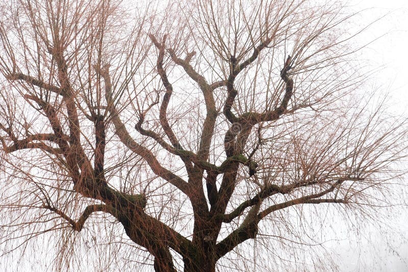 Large Tree without Leaves in Winter Against a White Sky Stock Image ...