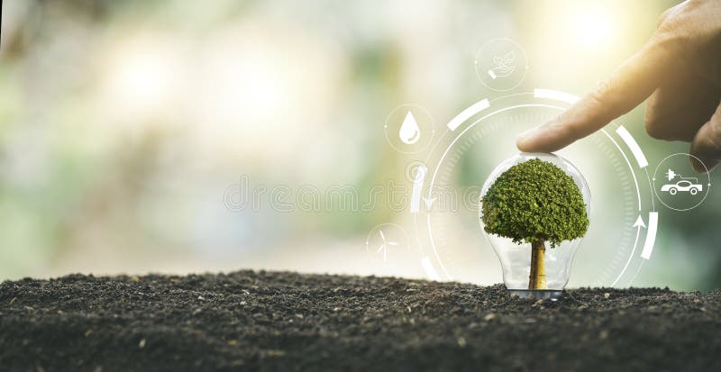 A Large Tree with a Light Bulb Lying in the Ground Stock Photo - Image ...