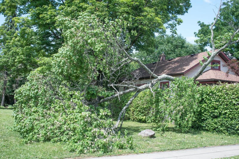 Large Tree Limb Downed in Strong Storm Stock Photo - Image of claim ...