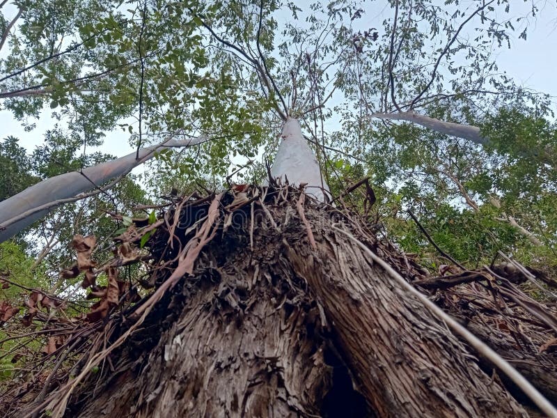 A Large Tree that Lives on the Edge of a Cliff and is Located on the ...