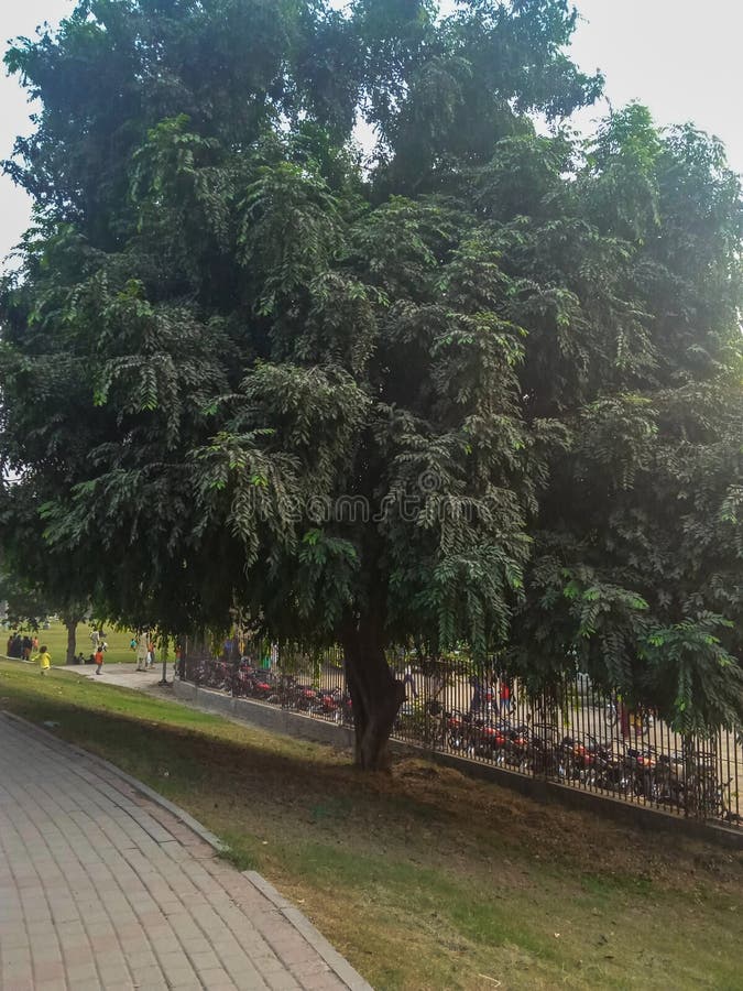 Large Tree Located on the Side of Walking Track Stock Photo - Image of ...