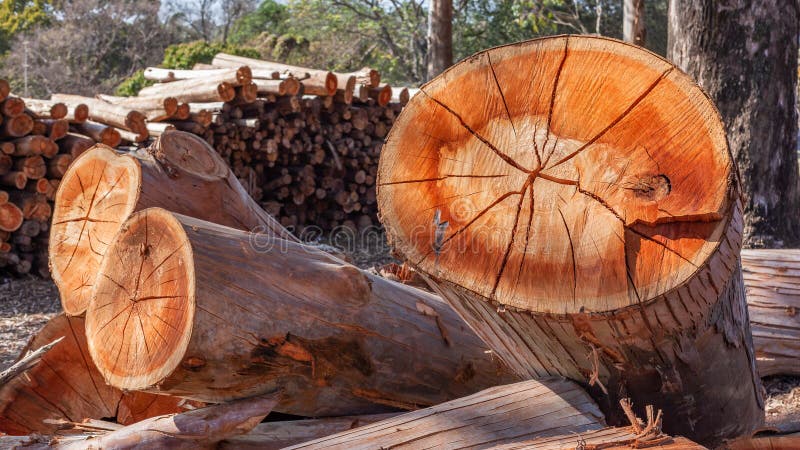 Large Tree Logs Cuts Exposed Stack Detail Stock Image - Image of timber ...