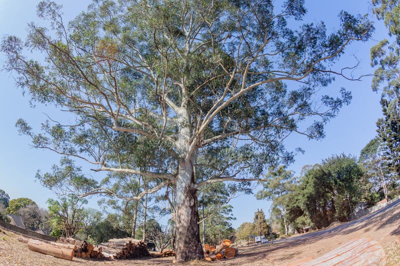 Large Gum Tree Logs Stack Landscape Stock Image - Image of agriculture ...
