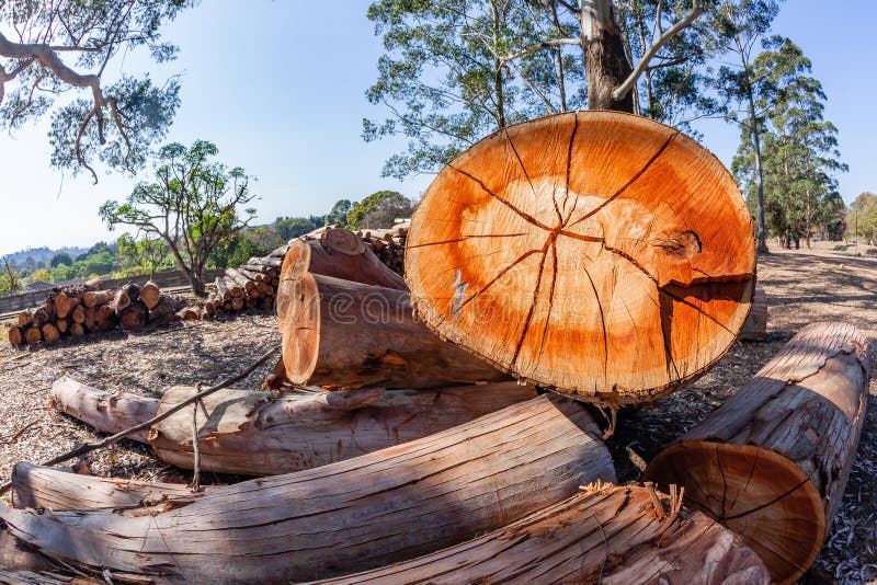 Large Tree Logs Cuts Exposed Stack Stock Photo - Image of cracked ...