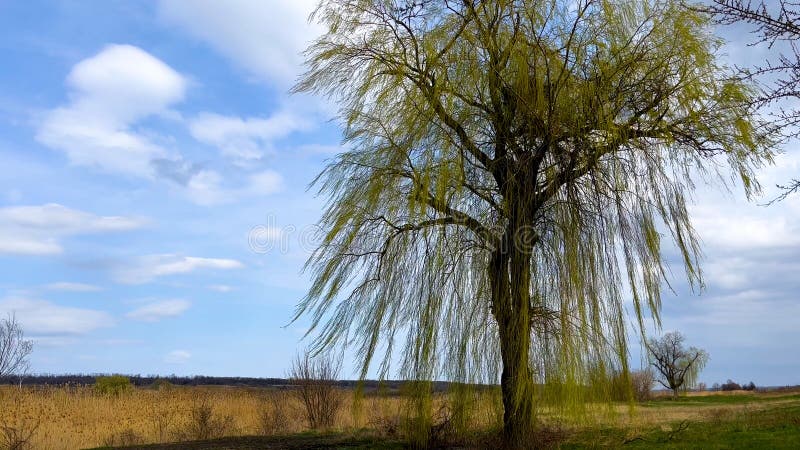 A Large Tree with Long Branches Lowered in the Middle of a Field ...