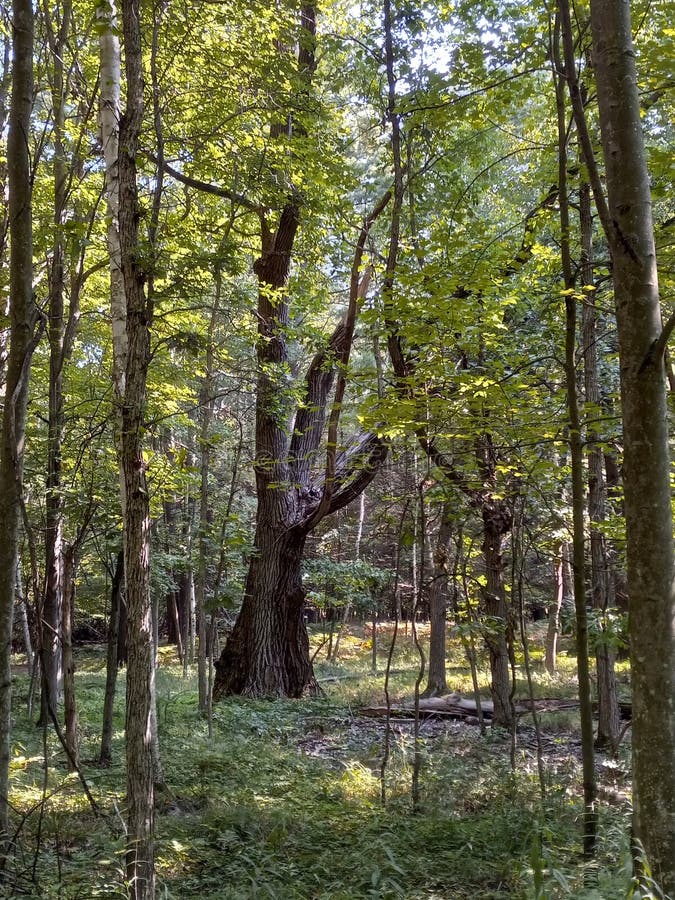 Large Tree that Looks Like a Claw Stock Image - Image of wood, trunk ...