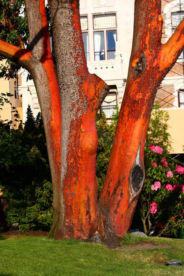 Large Tree Losing Bark stock photo. Image of forks, flowers - 28274758