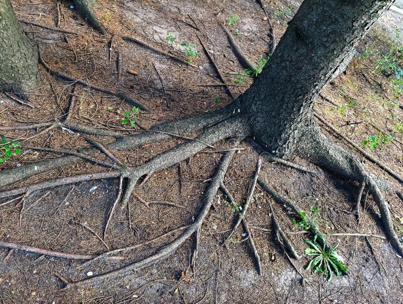A Tree with Its Roots in the Ground and a Blue Sky Stock Photo - Image ...