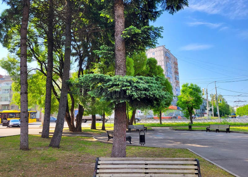 A Large Tree with Lush Branches is the Prickly Spruce Picea Pungens ...