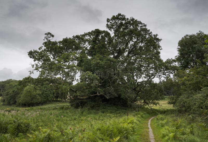 A Large Tree with a Lush Canopy in Muckross, Ireland Stock Image ...