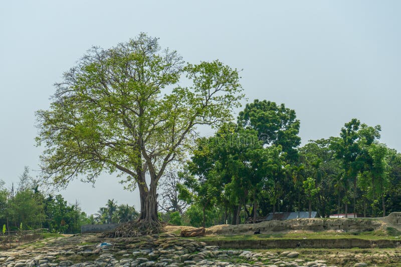 Large tree with lush crown stock photo. Image of bank - 352580882