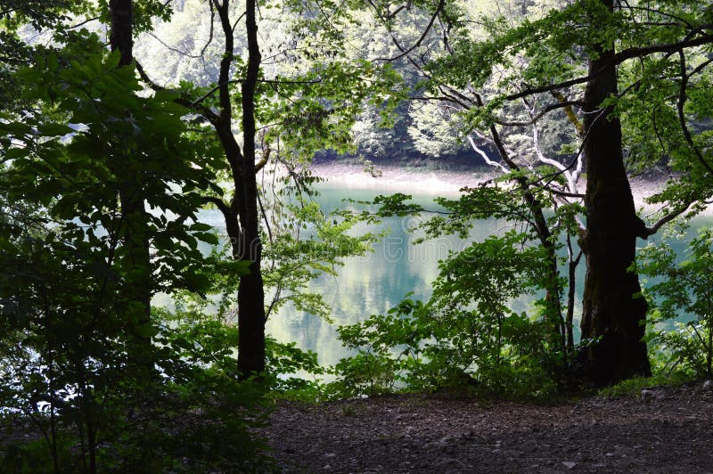 Large Tree with Many Branches Stock Photo - Image of large, forest ...