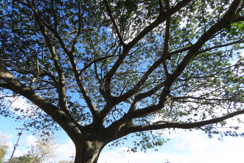 Large Tree With Many Branches And Leaves Seen From Below And Blue Sky ...