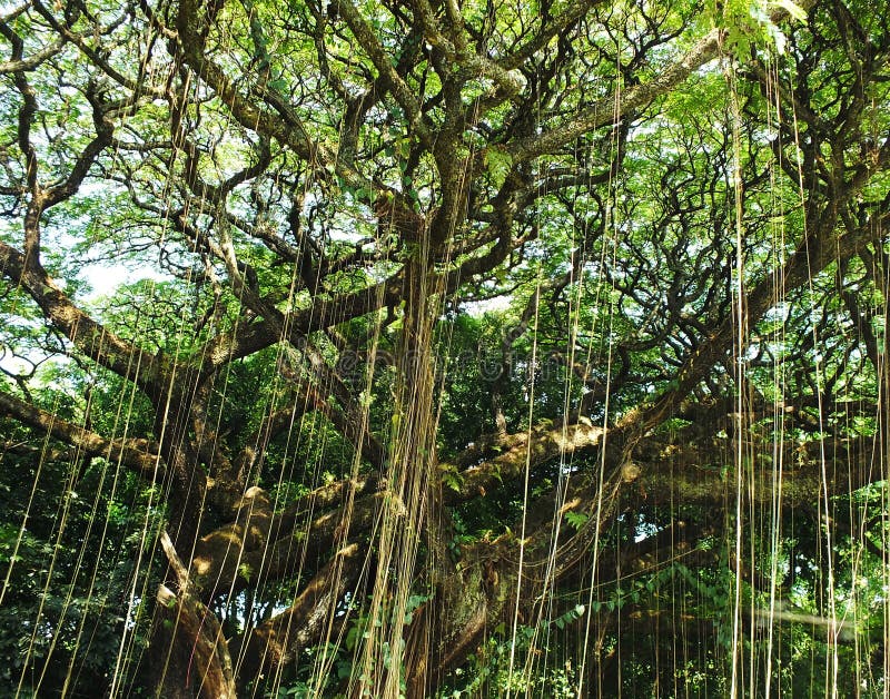 A Large Tree with Many Hanging Roots Hanging Down. Stock Image - Image ...