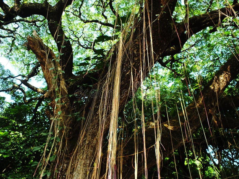 A Large Tree with Many Hanging Roots Hanging Down. Stock Image - Image ...