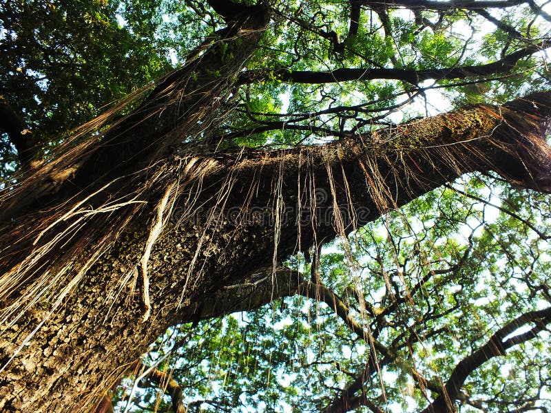 Large Tree Many Branches Roots Stock Photos - Free & Royalty-Free Stock ...