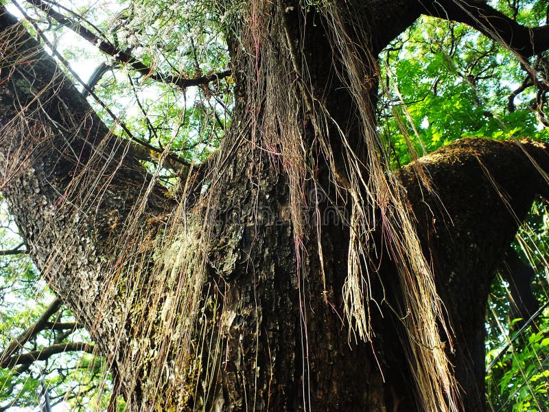A Large Tree with Many Hanging Roots Hanging Down. Stock Photo - Image ...