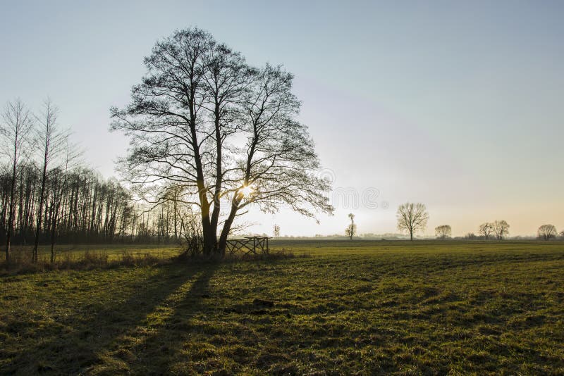 Large Tree in the Meadow, Sun and Blue Sky Stock Photo - Image of ...