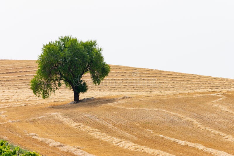 Large Tree in the Middle of a Field Planted with Stock Image - Image of ...