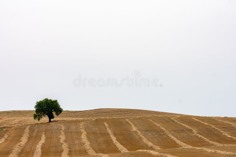 Large Tree in the Middle of a Field Planted with Stock Image - Image of ...