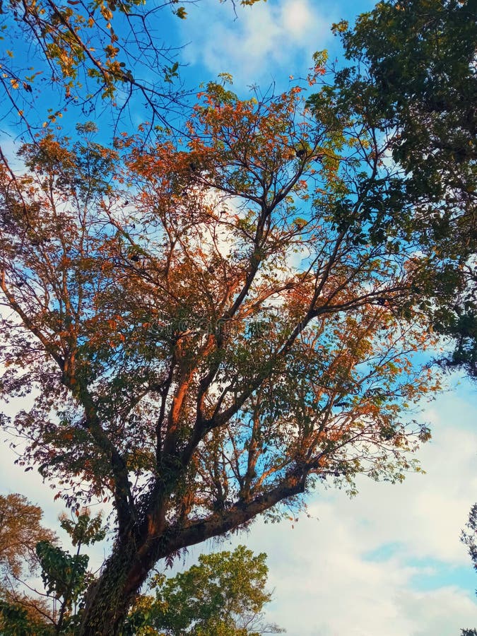 A Large Tree that is More Than 20 Years Old, this Tree is One of the ...