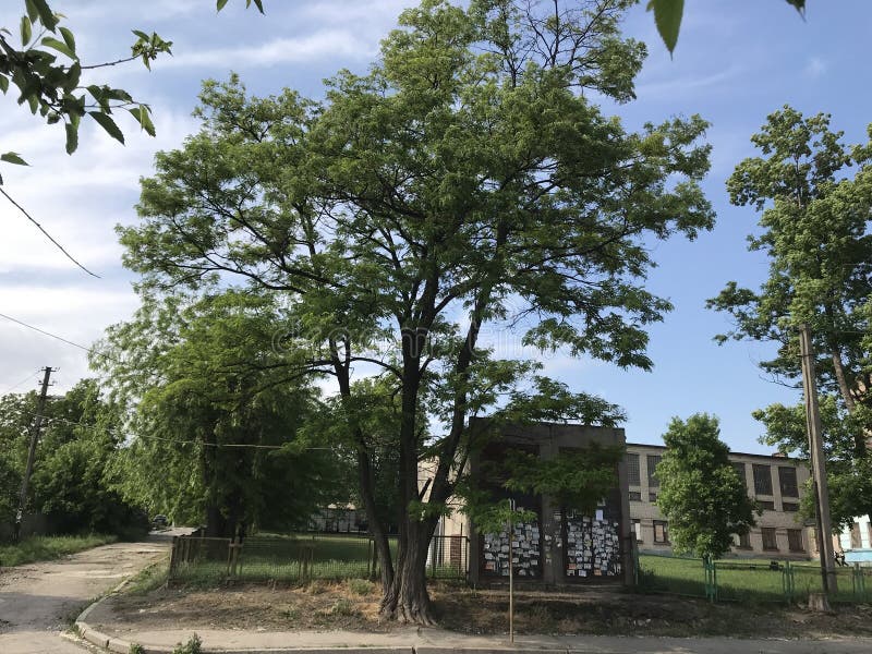 Large Tree Near the Road Against the Blue Sky and Cloud Stock Image ...