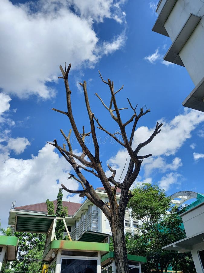 A Large Tree with No Hair on Its Head Stock Image - Image of head ...