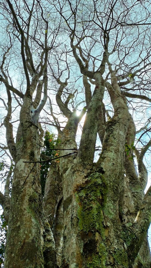 A Large Tree with No Leaves, Close Up on a Hot Summer S Evening Stock ...