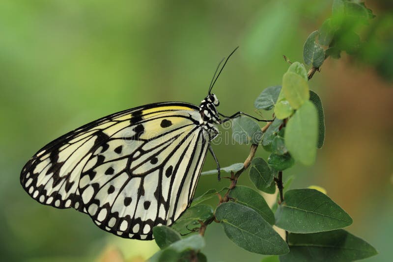 Large tree nymph stock photo. Image of leaf, kite, paper - 27726762