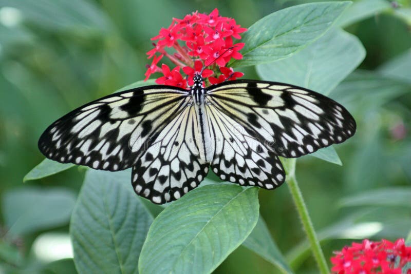 Large Tree Nymph Butterfly stock image. Image of wood - 1973685
