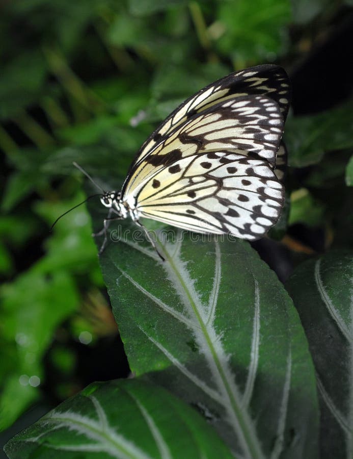 Large Tree Nymph Butterfly stock image. Image of antennae - 3400005